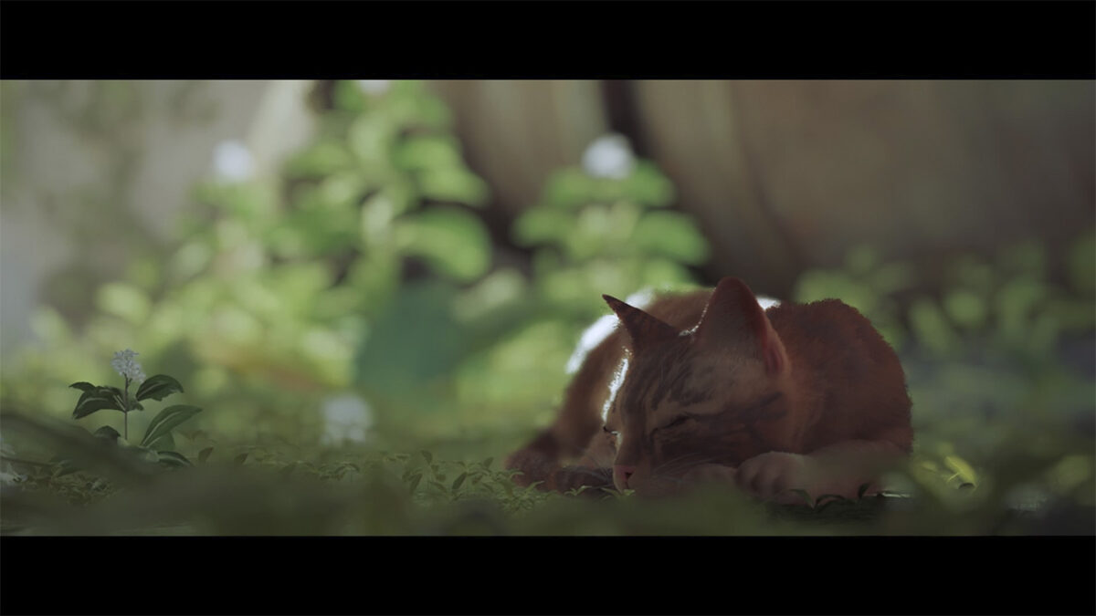 Review | Stray-Cats, robots and many meows