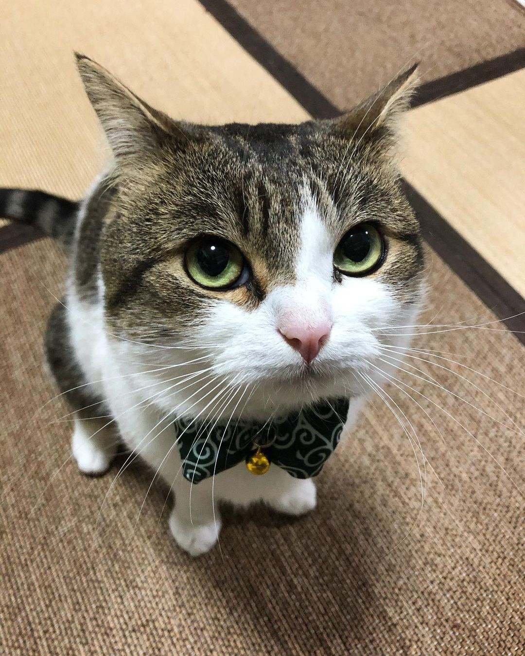 Dragon Ball: El famoso Gatito japonés “Kotaro” reacciona a los memes ...